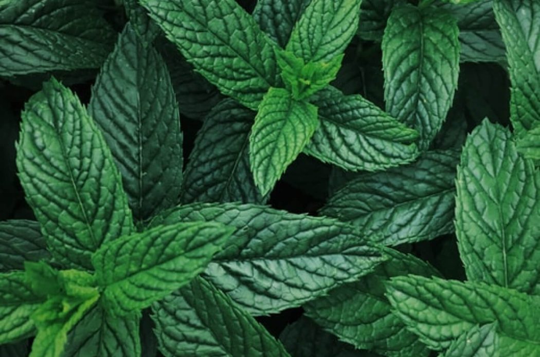 IVISN Protection Toothpasteยาสีฟันไอวิศน์ วิเศษบริสุทธิ์ 100G - IVISN